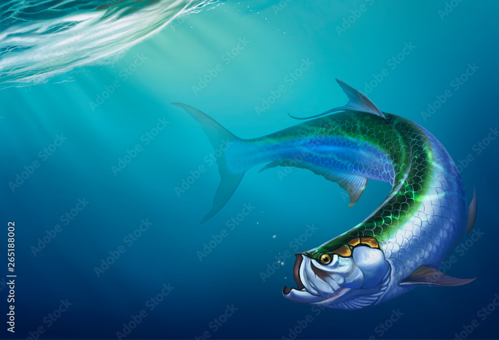Tarpon big fish on background. The Elopiformes on depth background ...