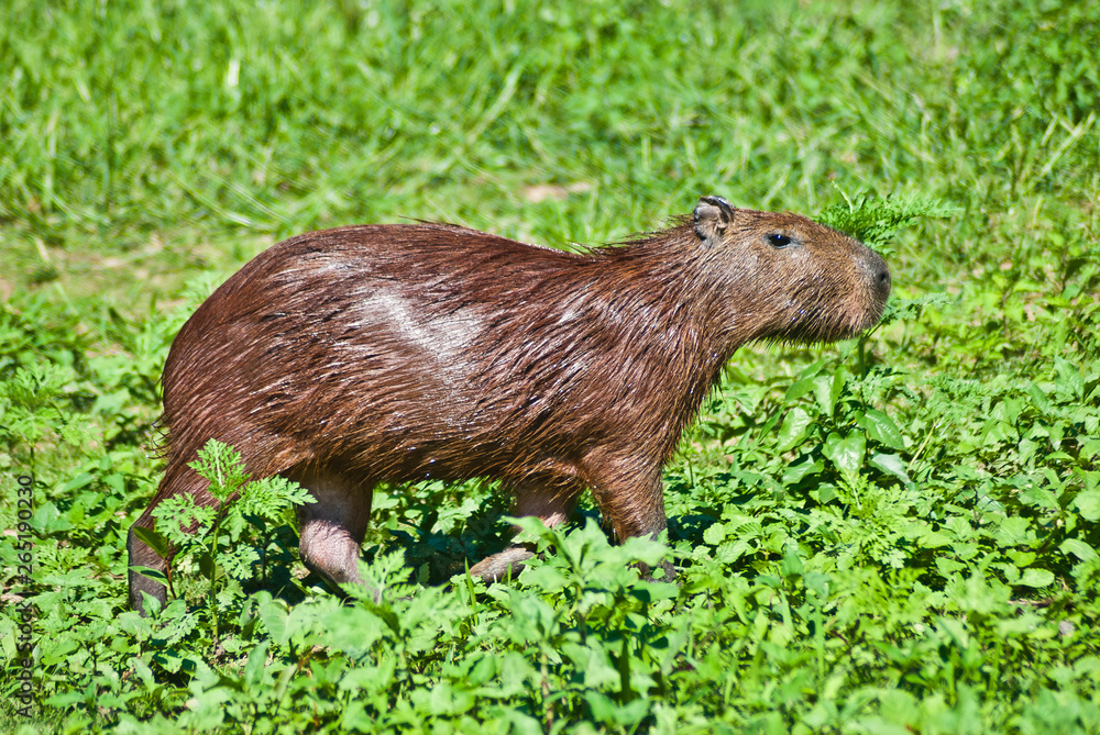 Capibara o Ronsoco from natural reserb Stock Photo | Adobe Stock