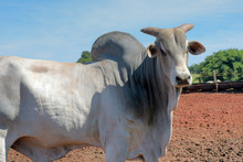 Zebu - Animals Free Stock Photo - Public Domain Pictures