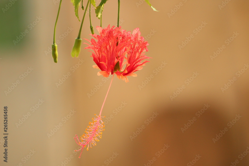 .. chembarathi flower from en.m.wikipedia.org Hibiscus rosa-sinensis ...