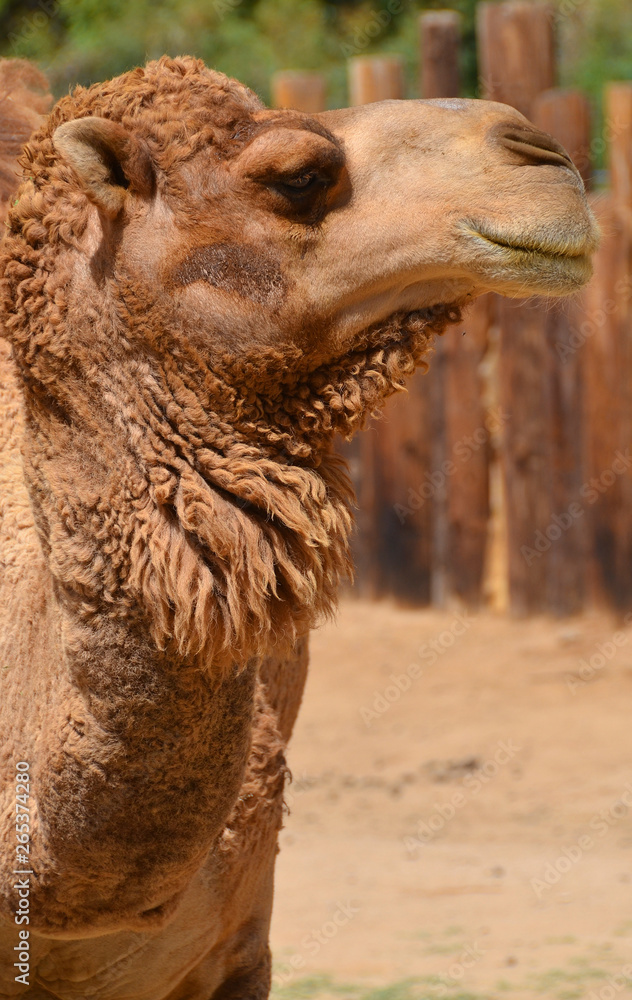 Camel is an ungulate within the genus Camelus, bearing distinctive ...