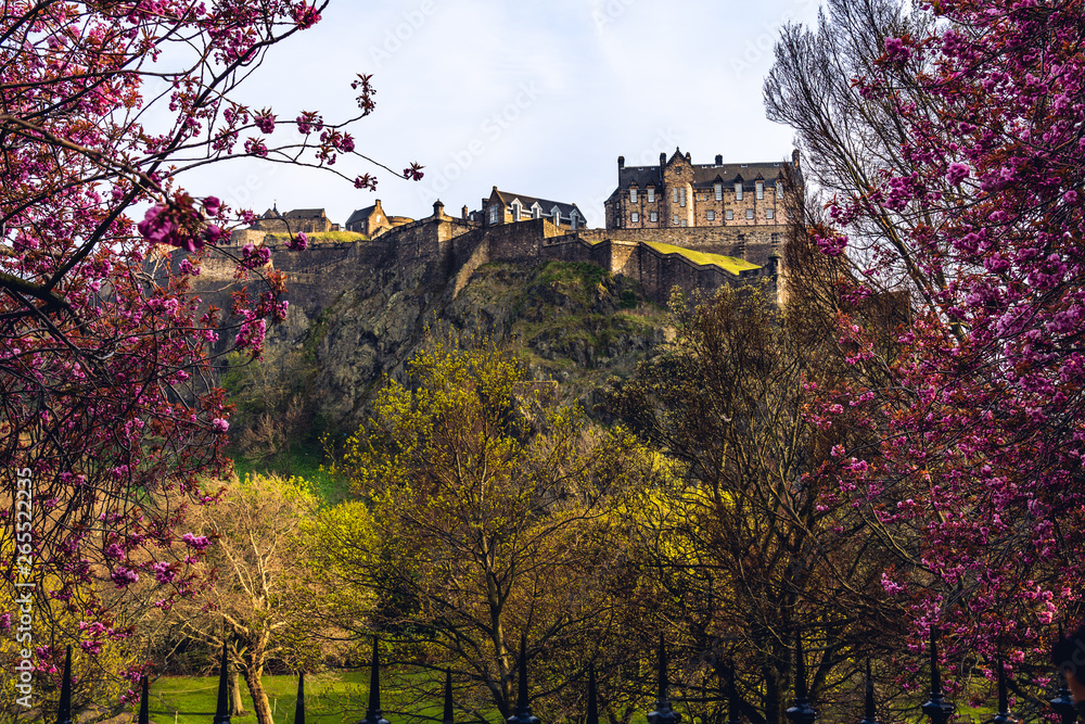 Edinburgh Castle in Scotland , Europe with pink cherry blossom during ...