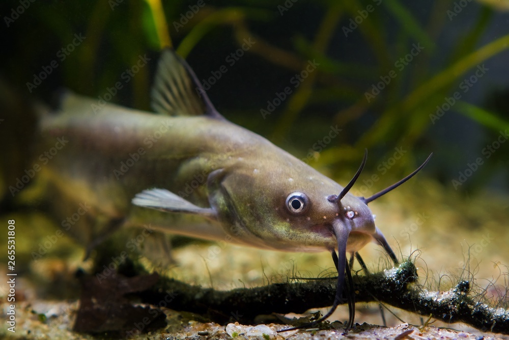 Channel catfish, Ictalurus punctatus, dangerous freshwater predator ...