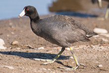 American Coot Bird Free Stock Photo - Public Domain Pictures