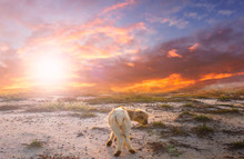 Lost Sheep Free Stock Photo - Public Domain Pictures