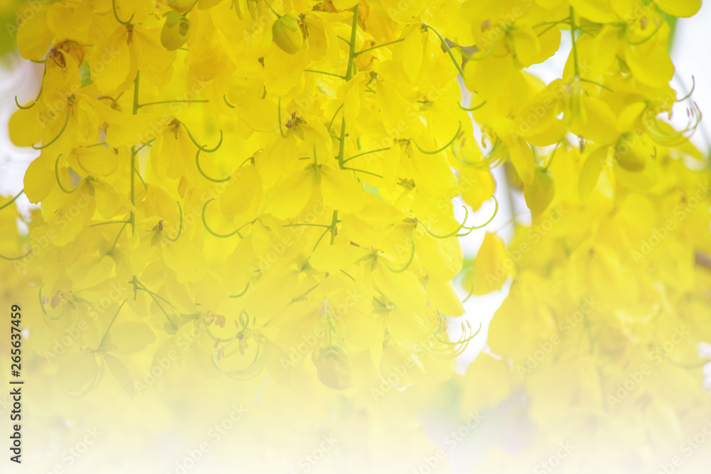 Golden Shower background image select focus , Cassia fistula flower,Ratchaphruek flower Kingdom ...