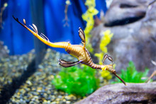Diving Dragon Free Stock Photo - Public Domain Pictures