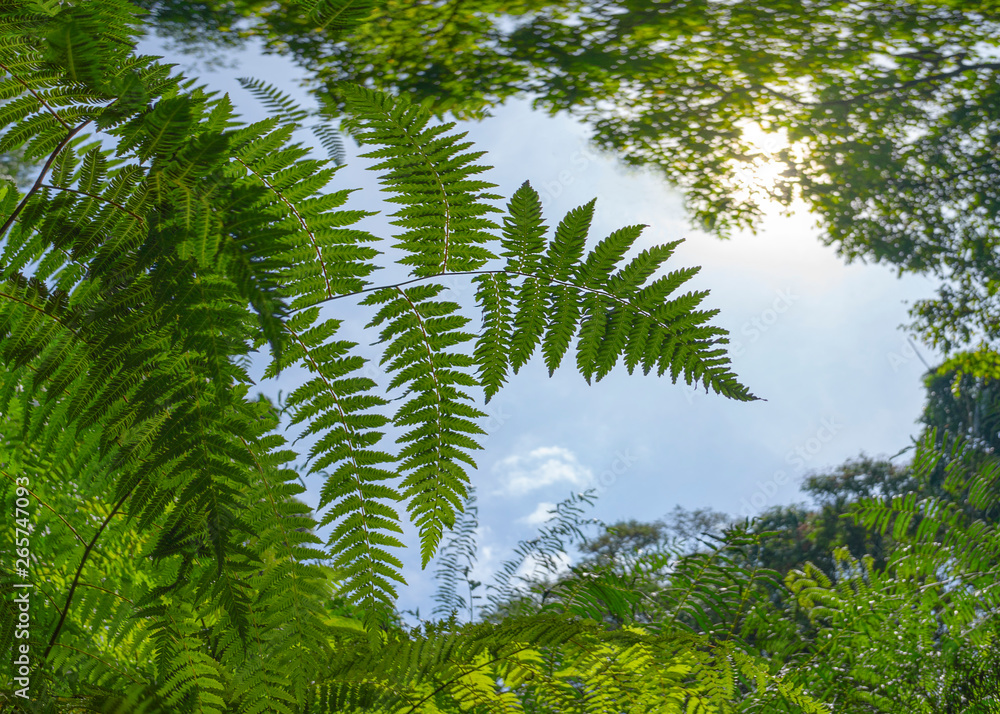 Green Giant Fern Leaves Growing in Rainforest Jungle. Reach For The ...