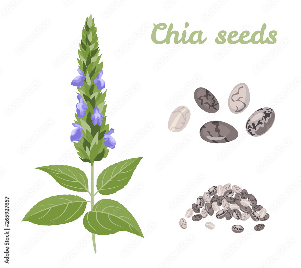 Chia plant and seeds isolated on white background. Vector illustration ...