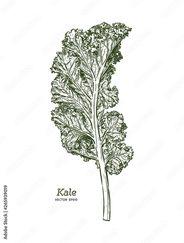 Kale, Hand draw sketch vector. Vegetable. Stock Vector | Adobe Stock