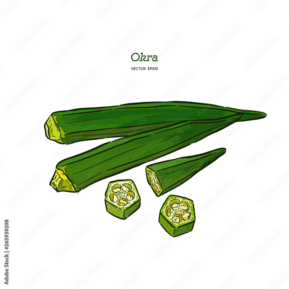 Okra, Hand draw sketch vector. Vegetable Stock Vector | Adobe Stock