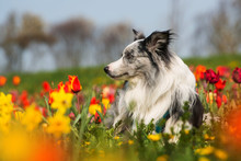 Dog Border Collie, Flowers Free Stock Photo - Public Domain Pictures