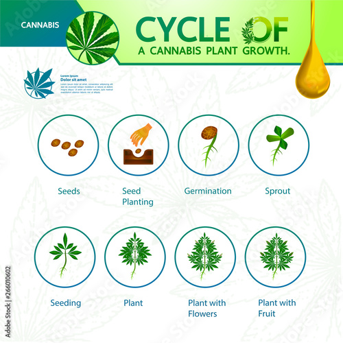 Cycle of a cannabis plant growth vector illustration. Stock Vector ...