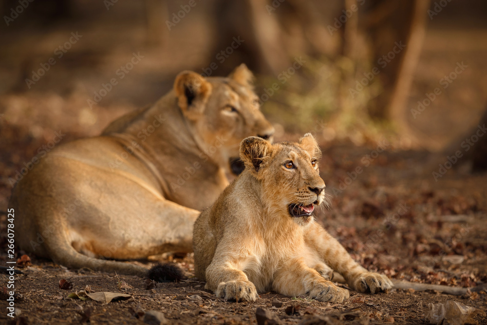 Asiatic lion in the nature habitat in Gir forest. Very rare animal ...