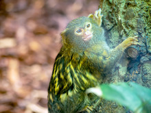 Pygmy Marmoset Free Stock Photo - Public Domain Pictures