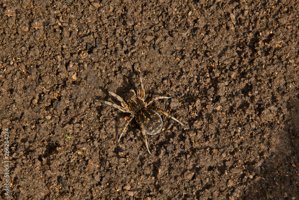 bouncing spider tarantula digs a hole in the ground. wolf spider nest ...