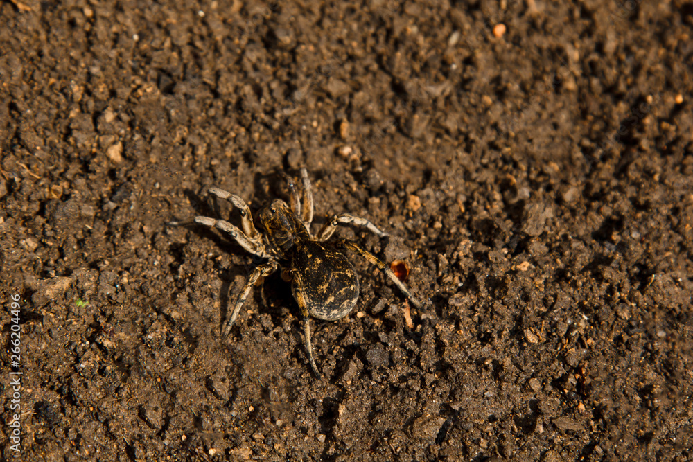 bouncing spider tarantula digs a hole in the ground. wolf spider nest ...