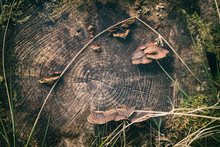 Fungi On Tree Stump Free Stock Photo - Public Domain Pictures