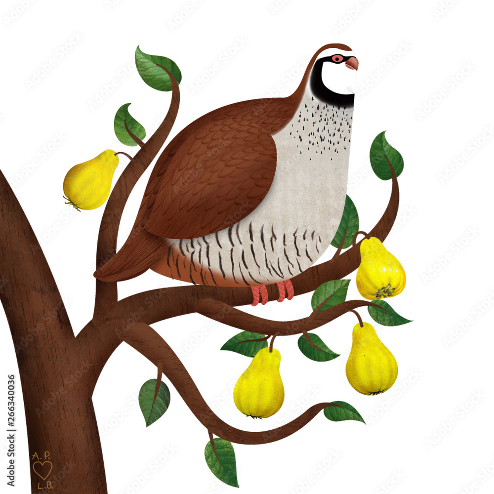 Partridge in a Pear Tree Stock Illustration | Adobe Stock