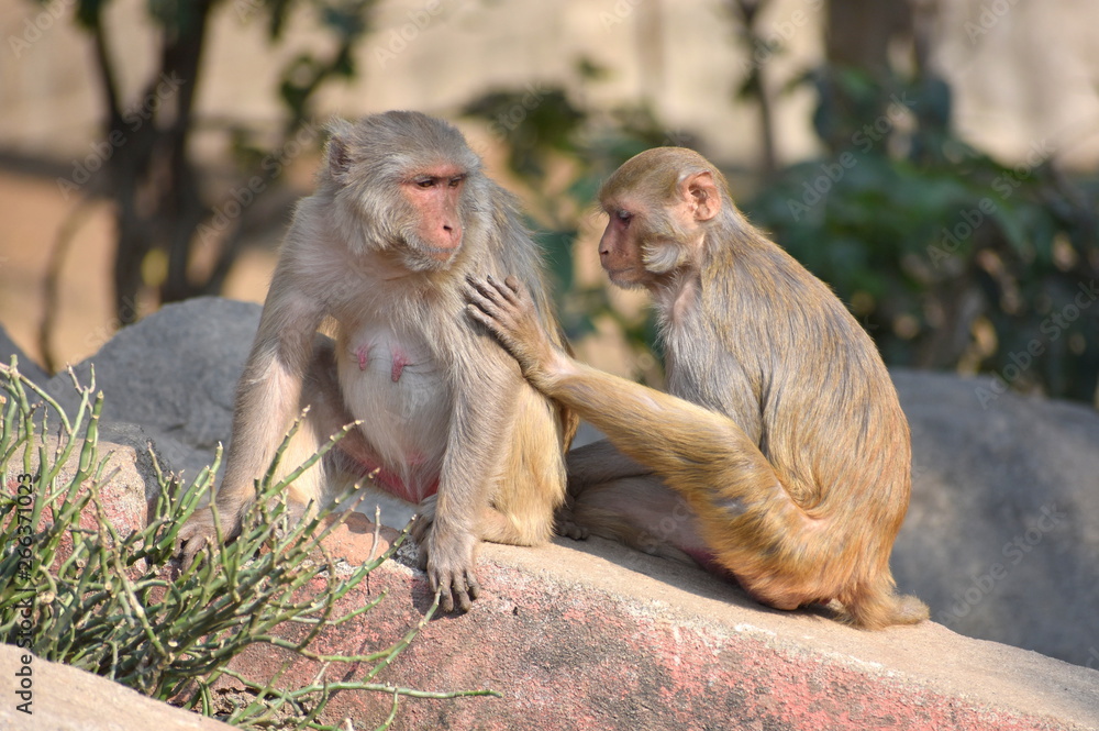 Assuring Hand on Shoulder : A young Rhesus Macaque monkey with a female ...
