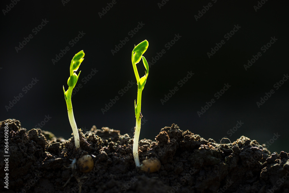 Close up of seedling growing in soil Stock Photo | Adobe Stock