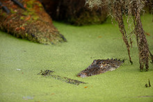American Gator Free Stock Photo - Public Domain Pictures
