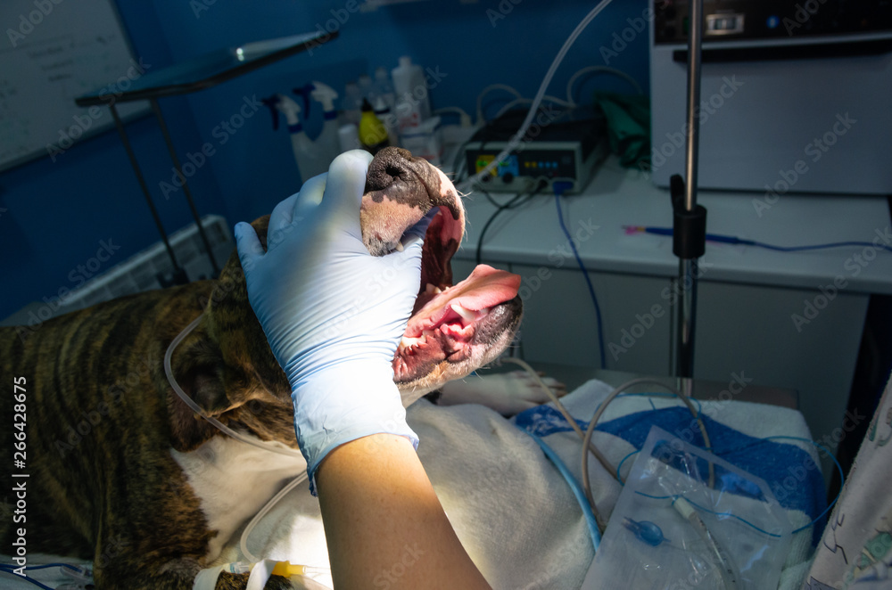 Endotracheal intubation in an anesthetic dog Stock Photo | Adobe Stock