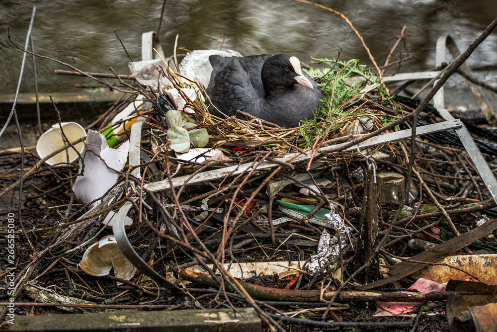 Eurasian Coot sitting on a nest built with human trash and litter ...