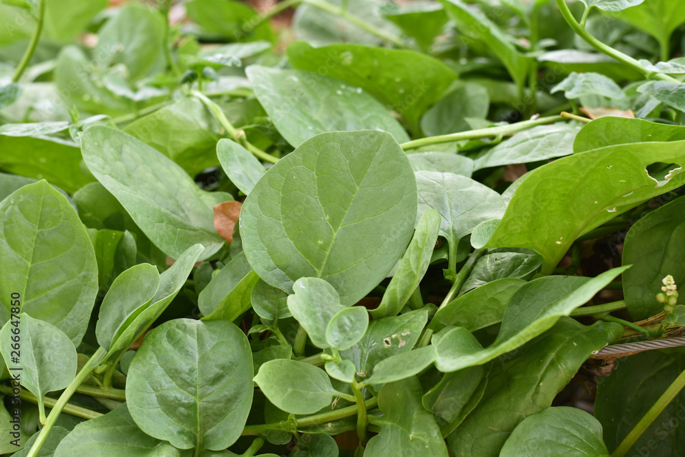 Basella alba L. or Ceylon Spinach, Thai herb use relieve Ringworm and ...