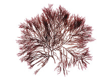 Purple Seaweed Free Stock Photo - Public Domain Pictures