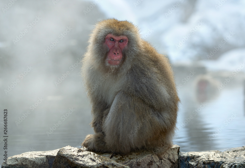 Japanese macaque near the natural hot springs, steam above water. The ...