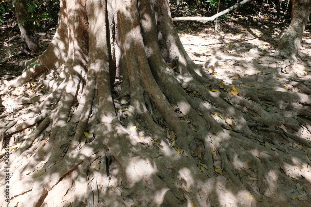 Picturesque roots of a tropical tree. Branched root system. Stock Photo ...