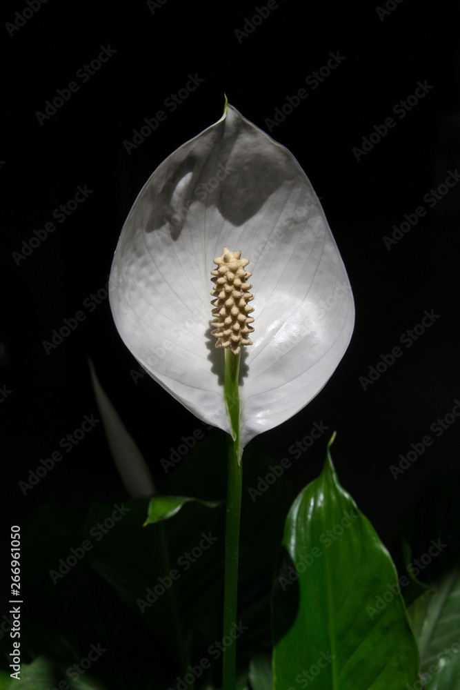 Flor Cuna de Moises con fondo negro Stock Photo | Adobe Stock