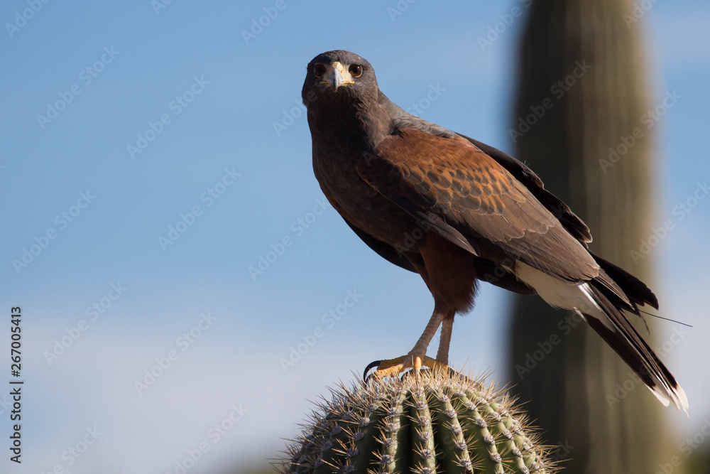 Harris's Hawk - Arizona Bird Watching - Raptor Predator Carnivore ...