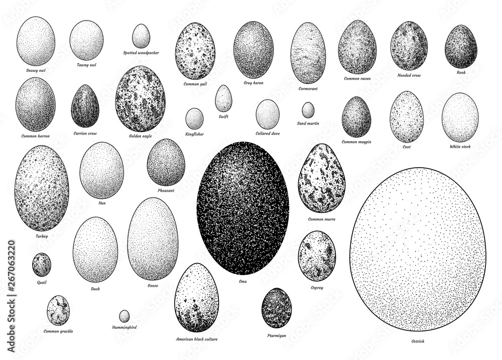 Collection of bird eggs illustration, drawing, engraving, ink, line art ...