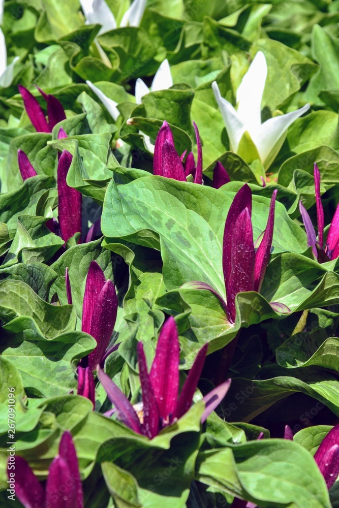 Stock-Foto „White and purple blossom of Trillium chloropetalum ...