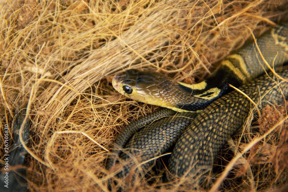 Baby Siamese cobra (Naja kaouthia) is poisonous dangerous serious snake ...