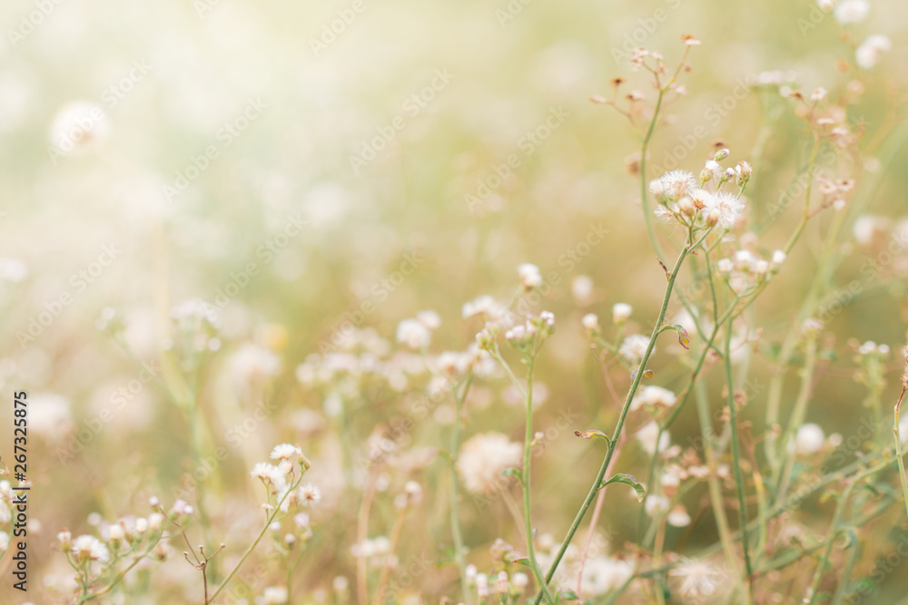 flower field, meadow wild vintage dandelion in summer nature morning ...