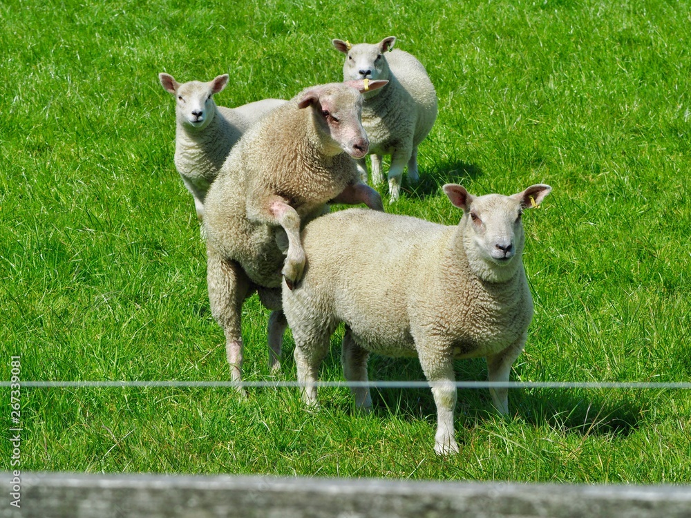 Mating Sheep Stock Photo | Adobe Stock