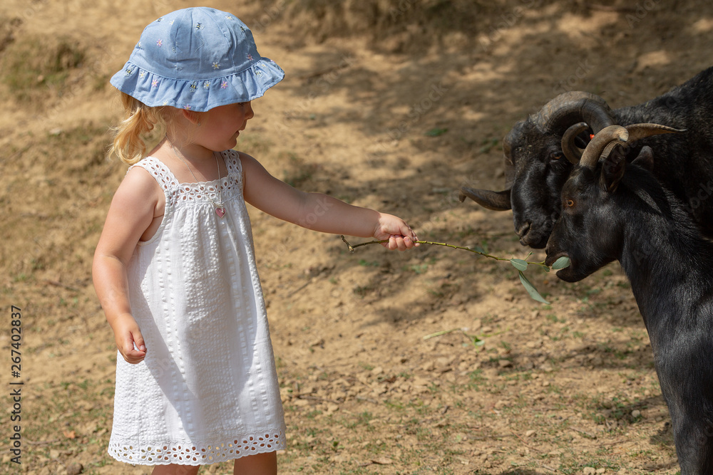 Young adorable girl feeding goats on a ranch on hot summer day. Pretty ...
