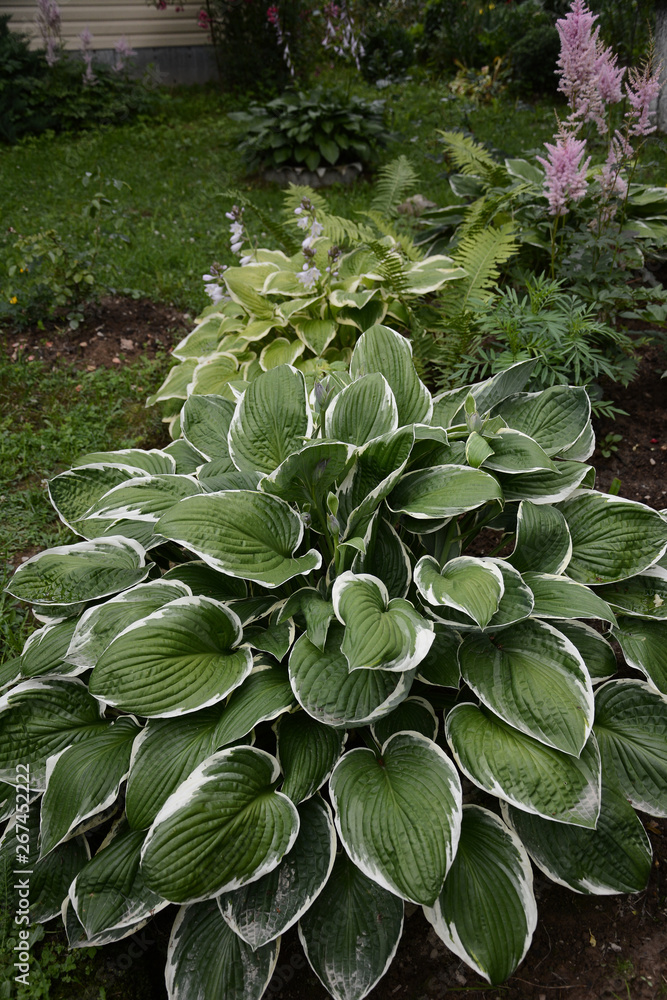 Hosta is a genus of plants commonly known as hostas, plantain lilies ...