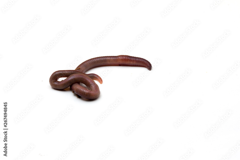 African Night Crawler, earthworms isolated on white background. Stock ...
