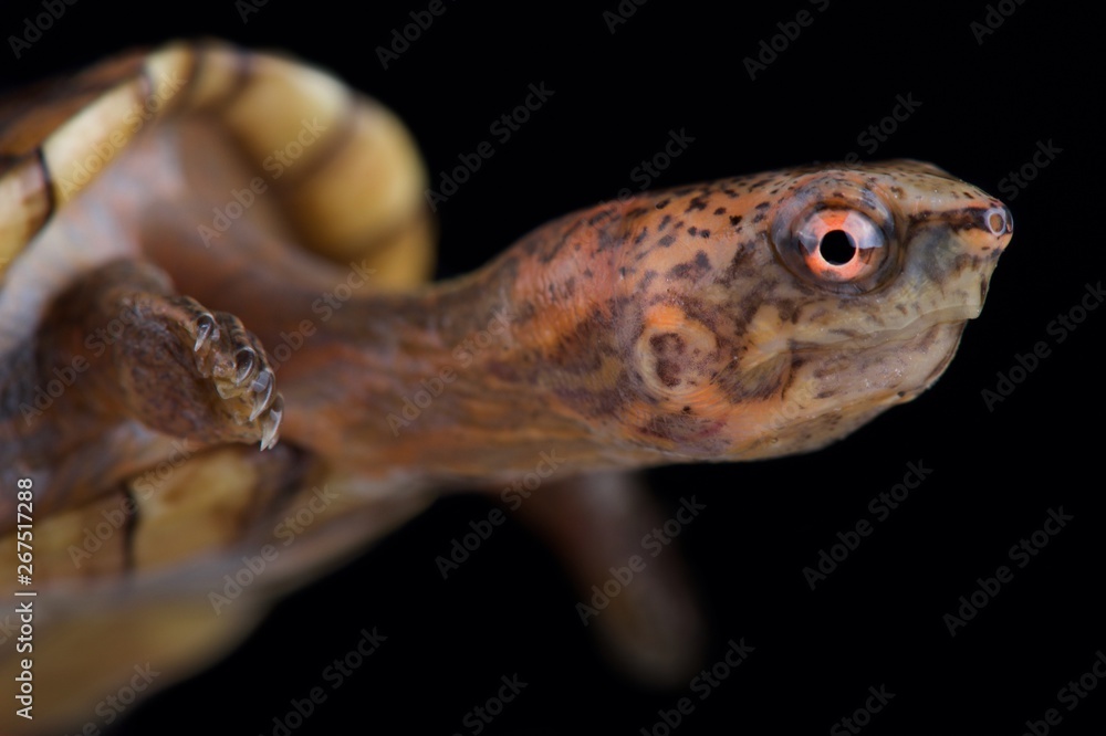 Photo Stock Tabasco mud turtle (Kinosternon acutum) | Adobe Stock