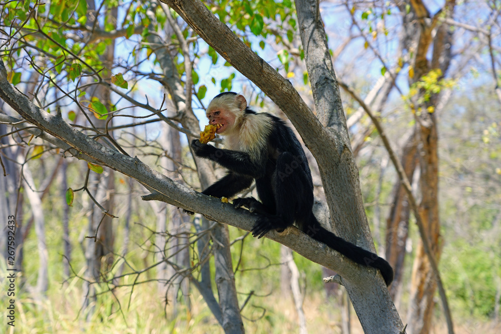 A white-headed capuchin monkey (cebus capucinus) eating a pastry on a ...