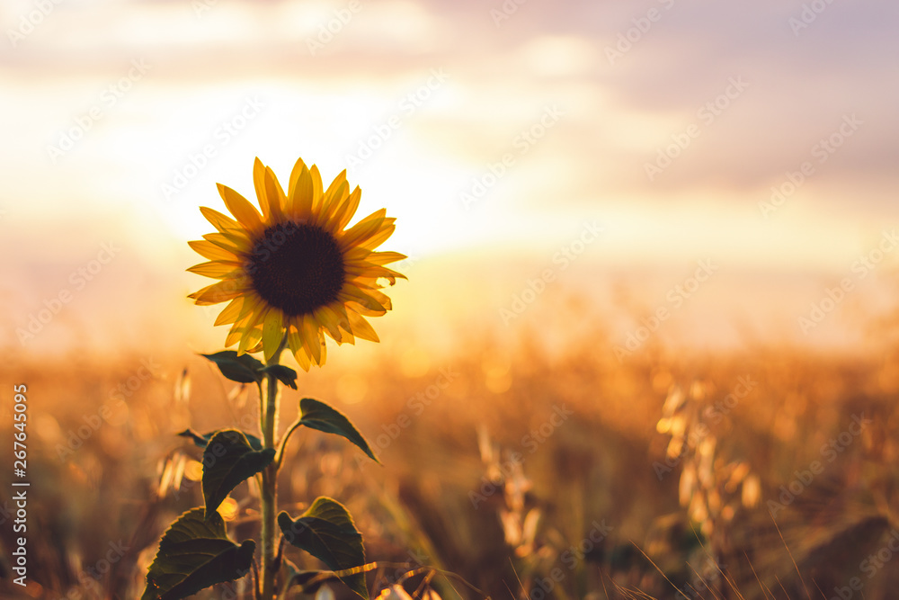 lonely sunflower in a field in the sunlight Stock Photo | Adobe Stock