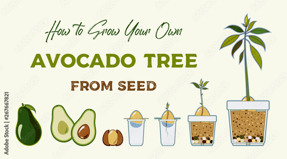 Avocado tree vector growing guide poster. Green simple instruction to ...