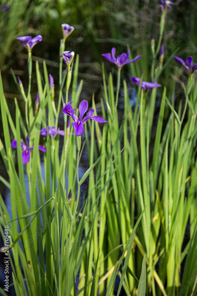 Louisiana Swamp Flowers