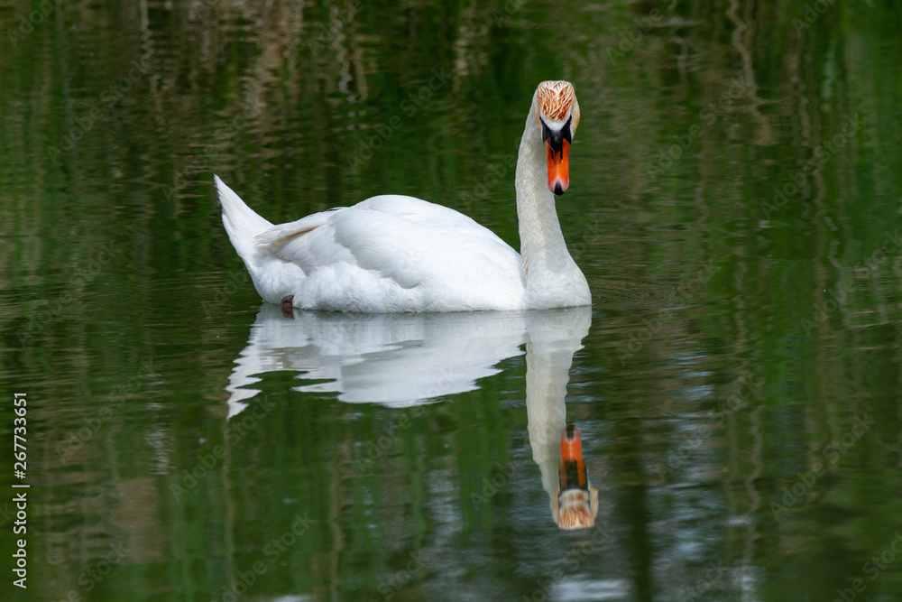 mute swan bird of European rivers and lakes Stock Photo | Adobe Stock