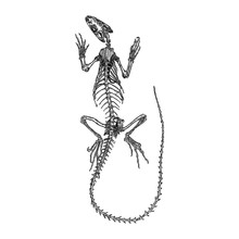 Lizard Skeleton Free Stock Photo - Public Domain Pictures