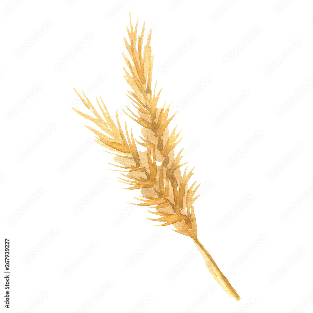 Hand painted watercolor barley, wheat clipart. Isolated on white ...